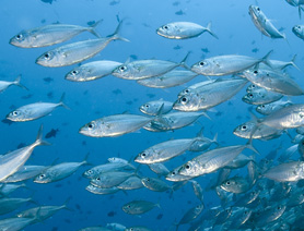 National Trading Company